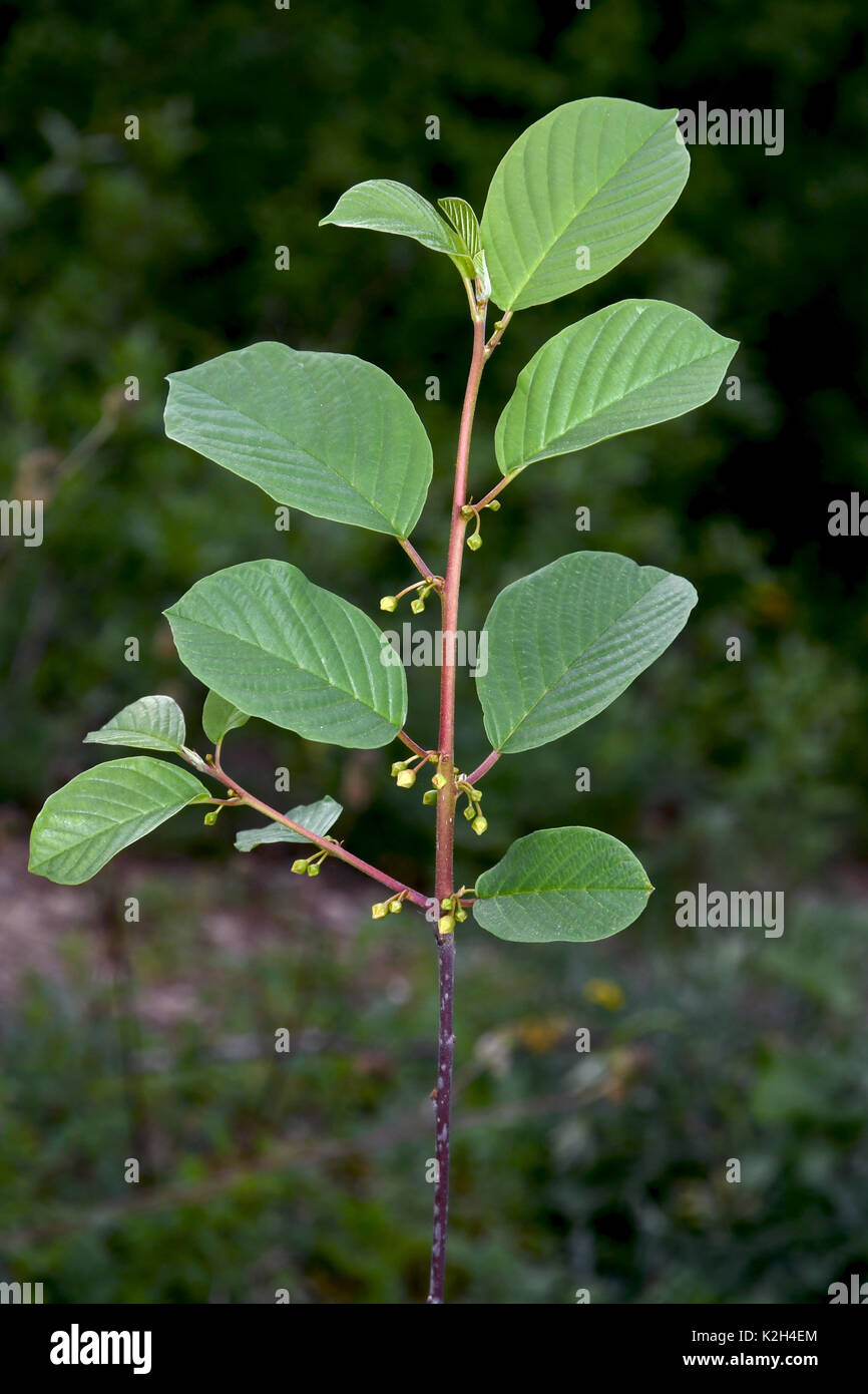 Alder Buckthorn (Rhamnus frangula, Frangula alnus), twig with foliage ...