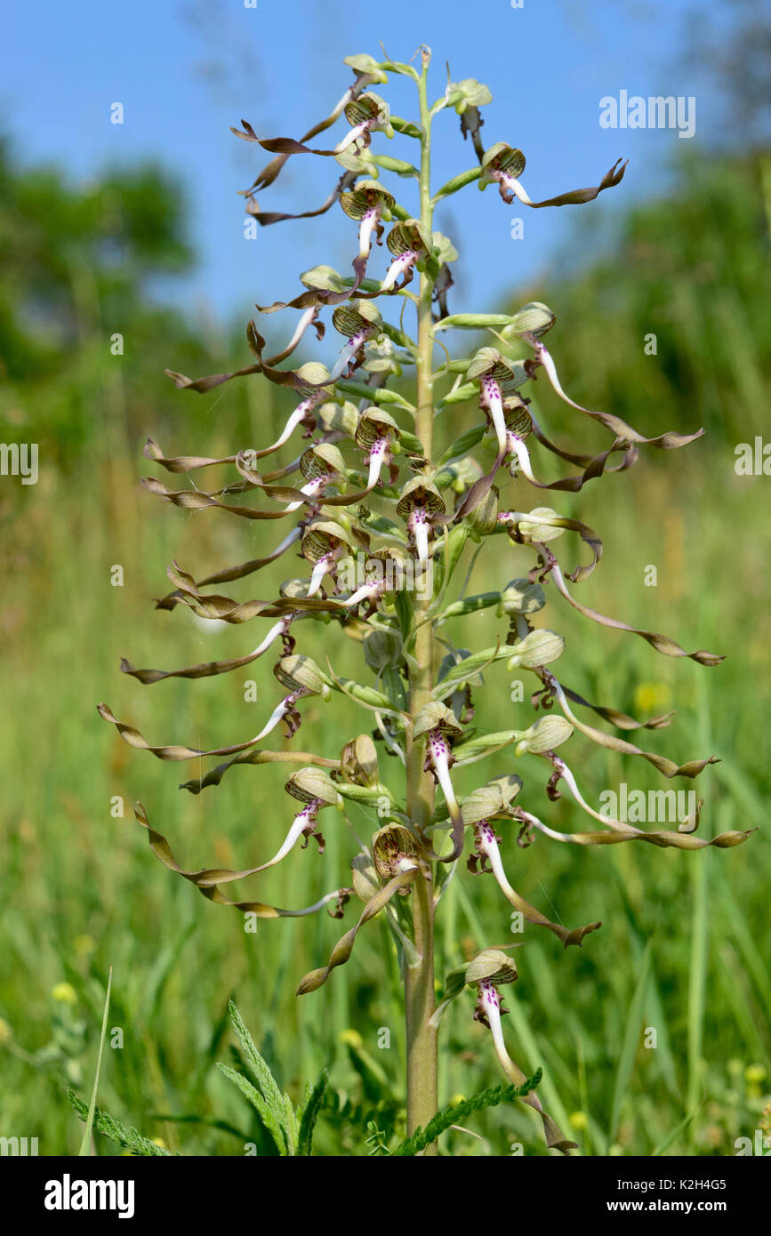 The Lizard Orchid (Himantoglossum hircinum), flowering Stock Photo - Alamy