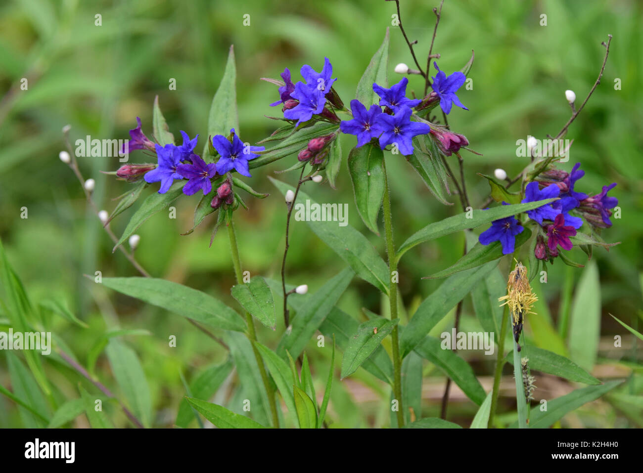 Purple Gromwell (Aegonychon purpurocaeruleum) , flowering stems Stock ...