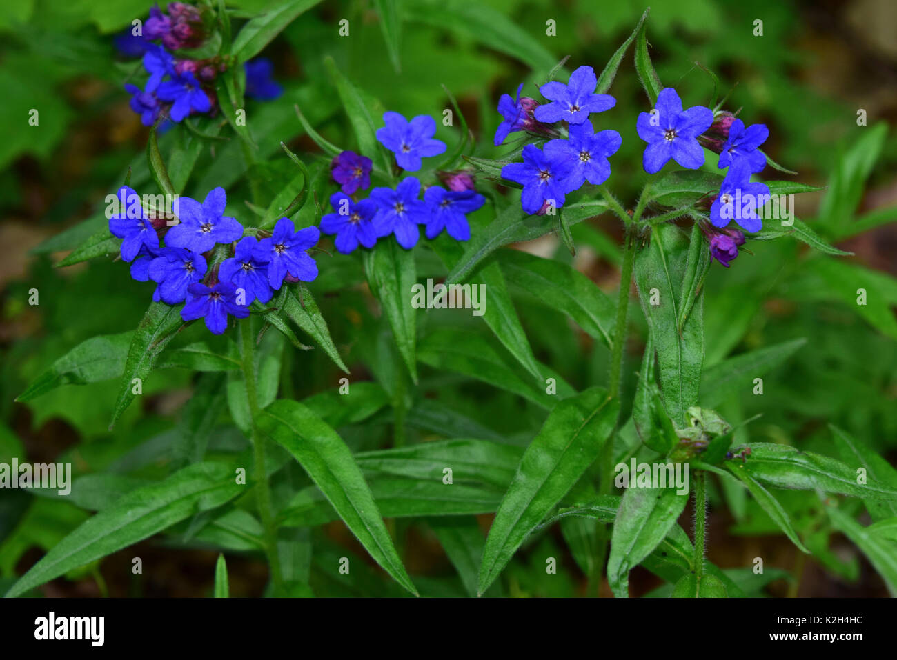 Purple Gromwell (Aegonychon purpurocaeruleum) , flowering stems Stock ...