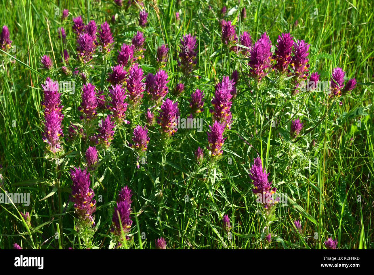 Field cow wheat (Melampyrum arvense), flowering plants Stock Photo - Alamy