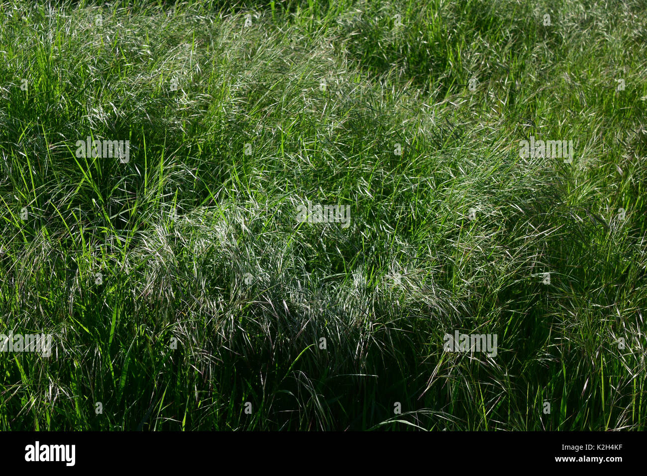 Bromus arvensis hi-res stock photography and images - Alamy