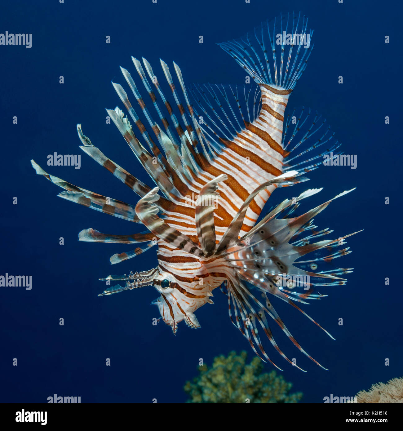Common Lionfish, Devil Firefish (Pterois miles Stock Photo - Alamy