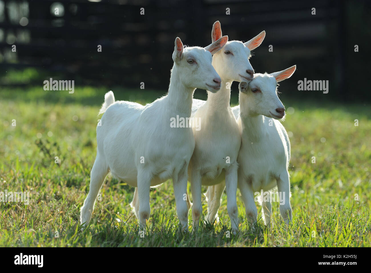 Domestic Goat, White German Goat. Three nannies standing on a pasture ...