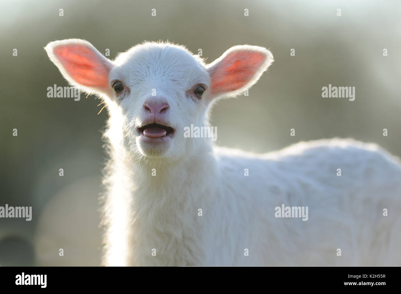 Domestic Sheep. Portrait of a lamb on a meadow, bleating. Germany Stock ...