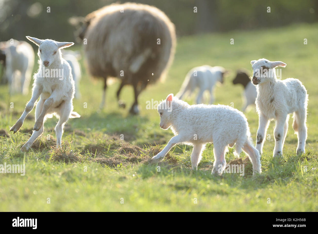 Domestic Sheep. Lambs playing on a meadow. Germany Stock Photo - Alamy