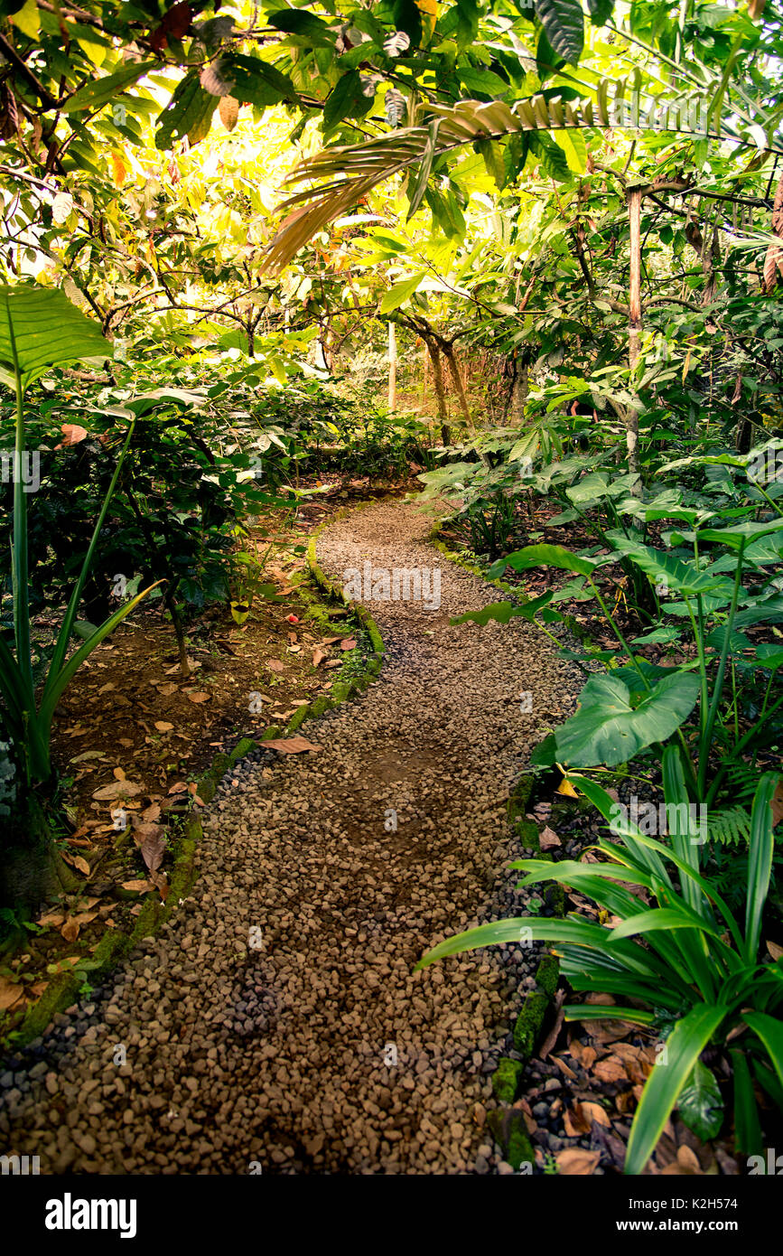 Path between the tropical trees Stock Photo - Alamy