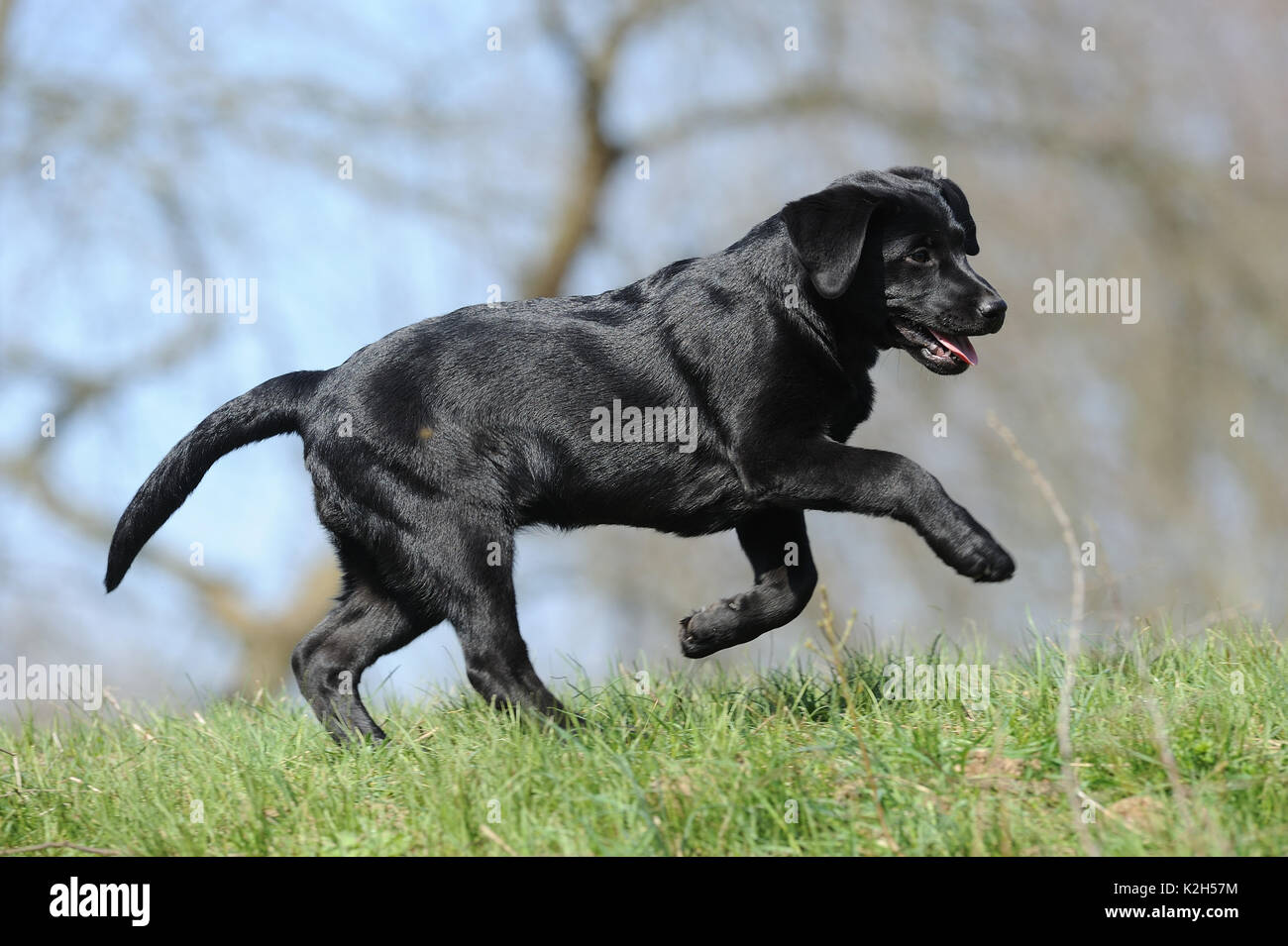 Cute black labrador retriever puppy hi-res stock photography and images ...