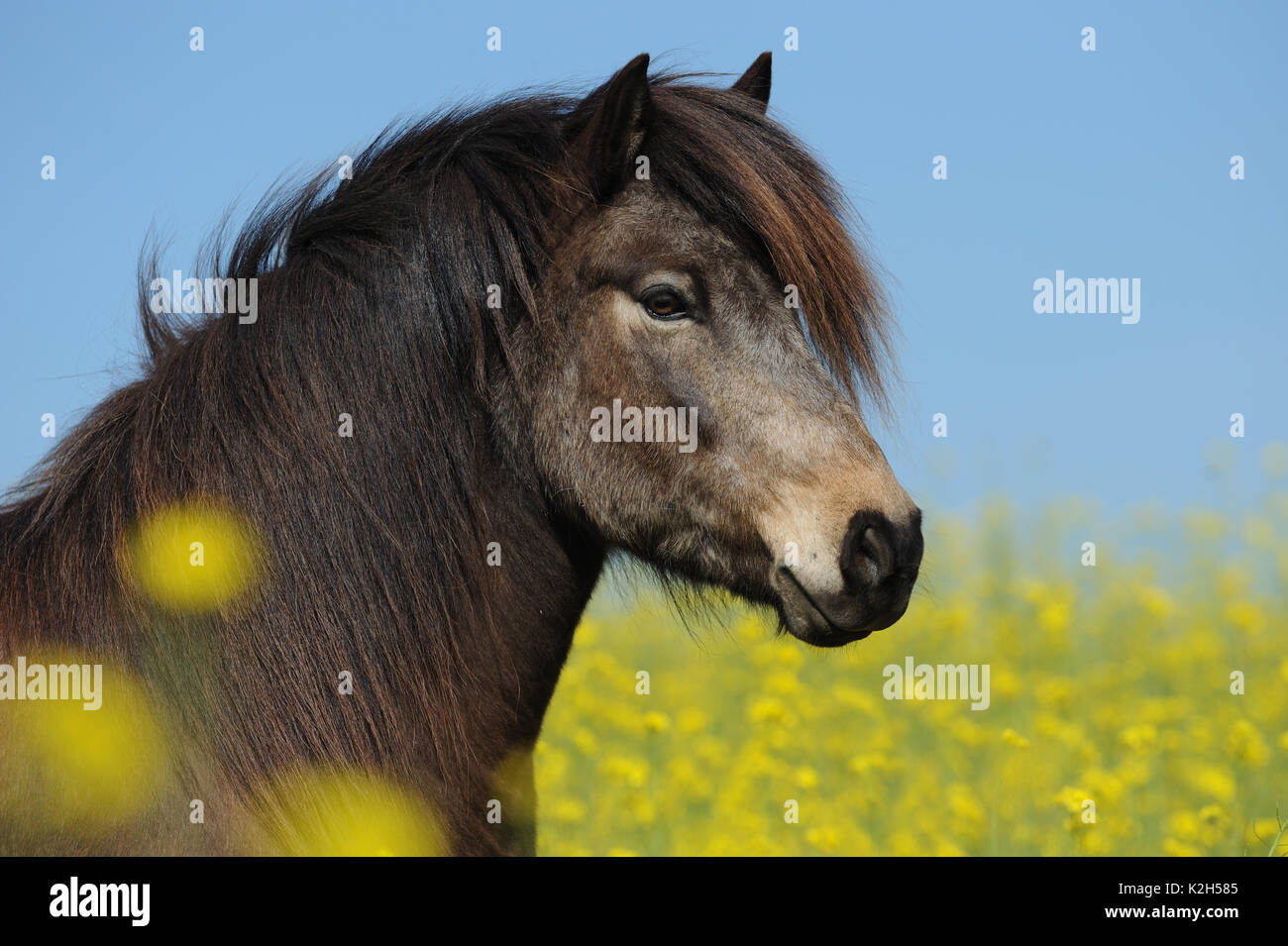 Icelandic Horse. Portrait of dun mare. Germany Stock Photo - Alamy