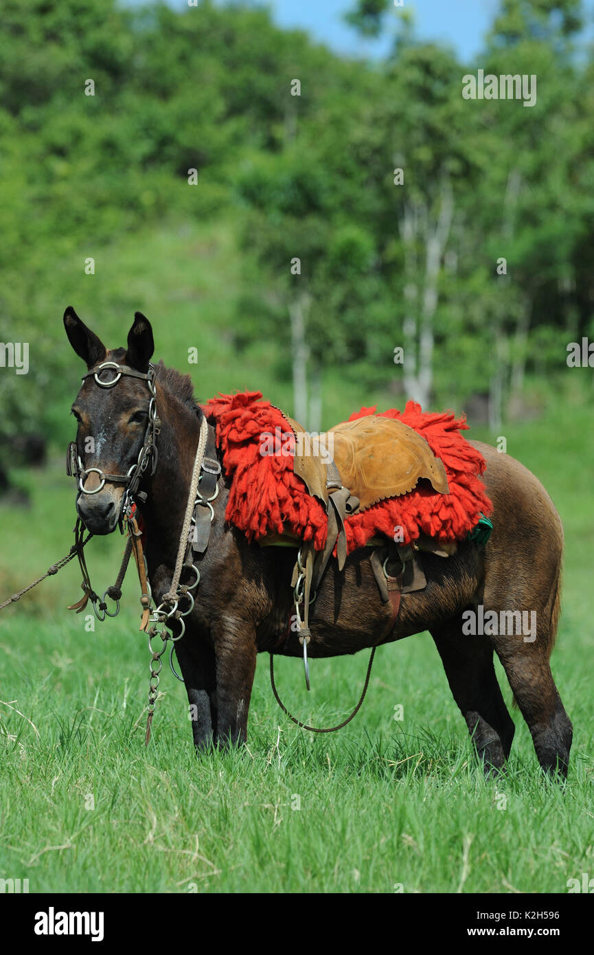 Saddle mule hi-res stock photography and images - Alamy