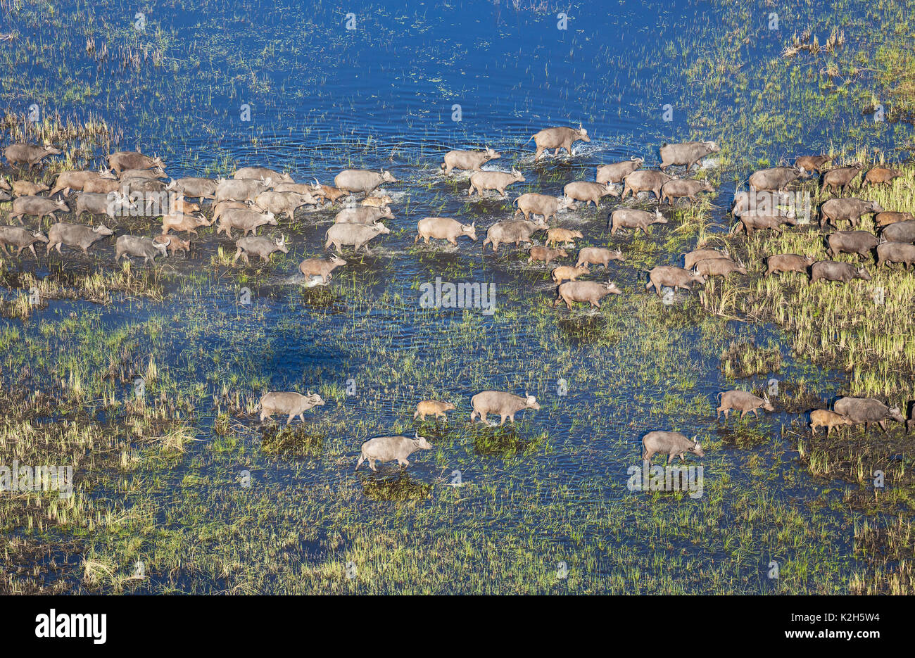 Cape buffalo herd running hi-res stock photography and images - Alamy