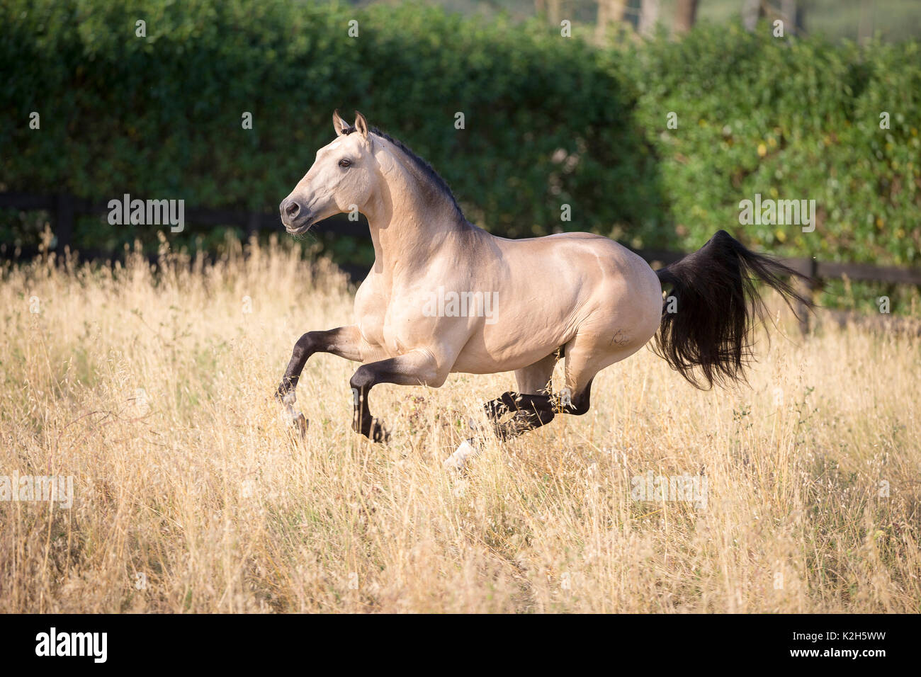 Dun Lusitano Horse