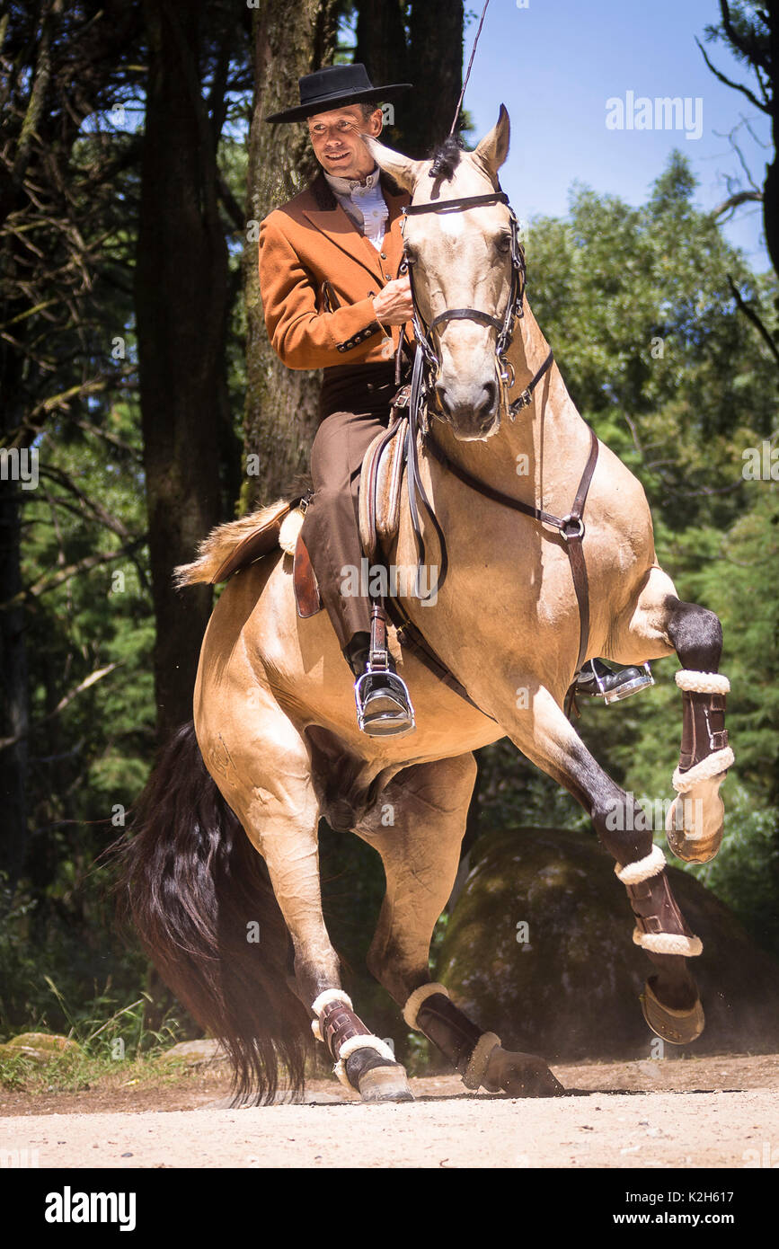 Lusitano. Dun stallion with rider performing a pirouette. Portugal ...
