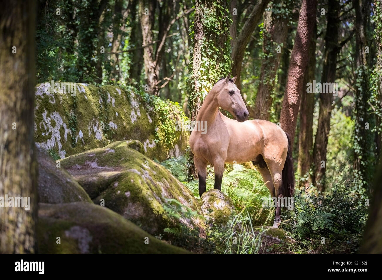 Stallion standing hi-res stock photography and images - Alamy
