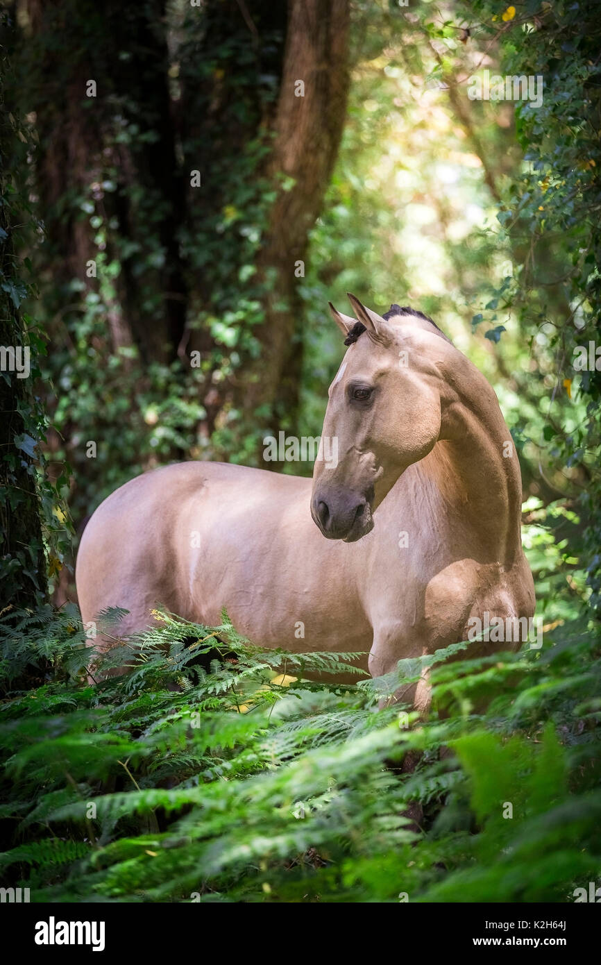 Lusitano Horse Portugal Stock Photos & Lusitano Horse Portugal Stock ...
