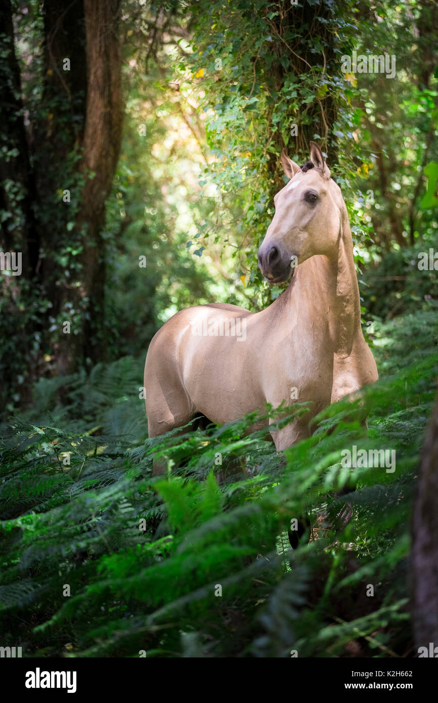 Stallion standing hi-res stock photography and images - Alamy