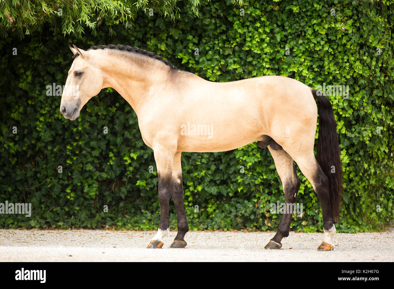 Lusitano. Dun stallion standing in a paddock. Portugal Stock Photo - Alamy