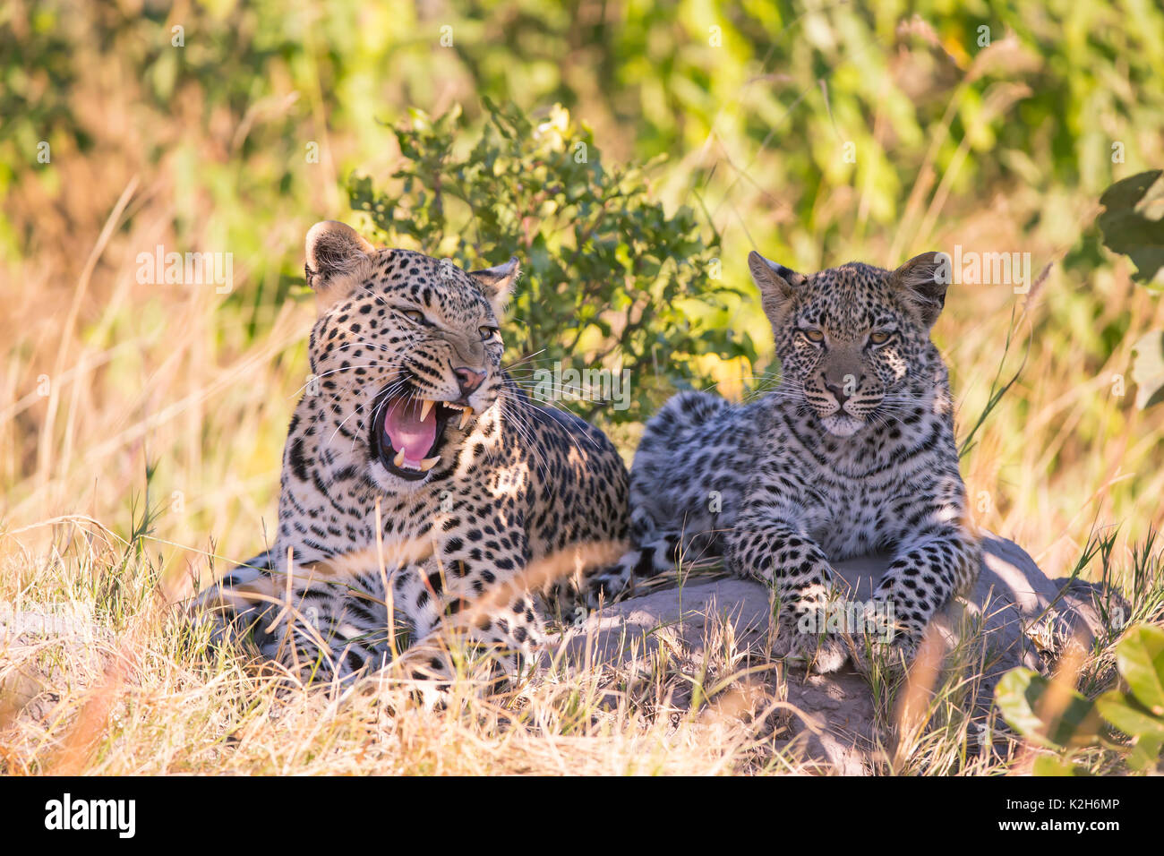 Leopard (Panthera pardus), female hissing to her seven month old cub ...