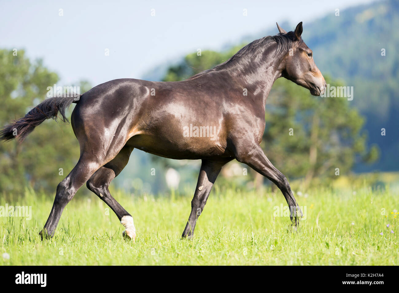 Trakehner. Bay mare trotting on a pasture. Austria Stock Photo - Alamy