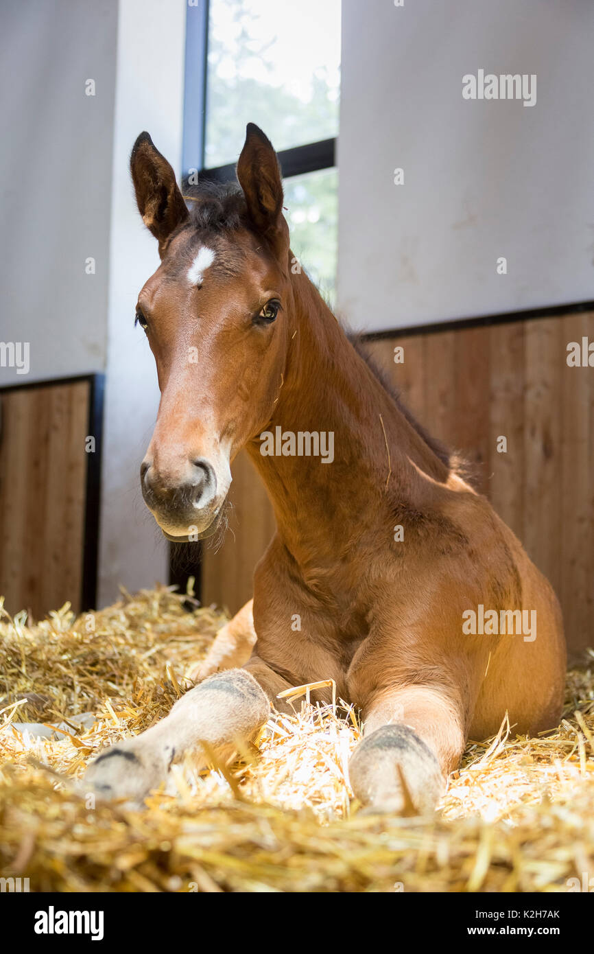 Trakehner. Bay fiily-foal resting in a stable. Austria Stock Photo - Alamy