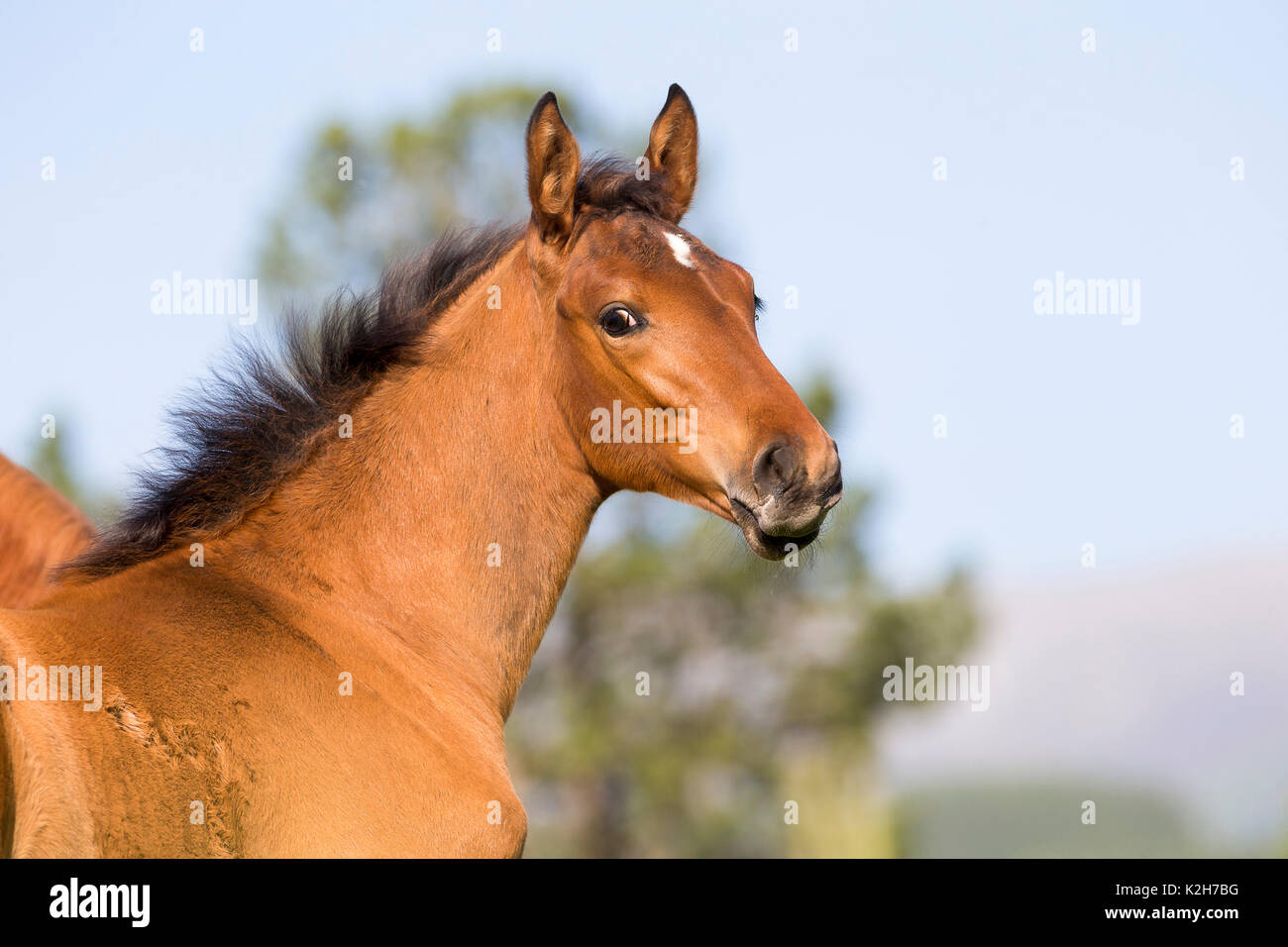 Trakehner. Portrait of bay fiily-foal on a pasture. Austria Stock Photo ...