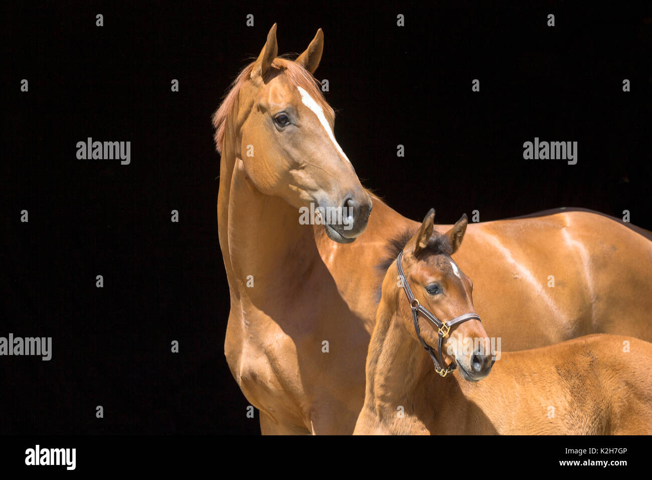 Trakehner. Portrait of chestnut mare with foal, seen against a black ...