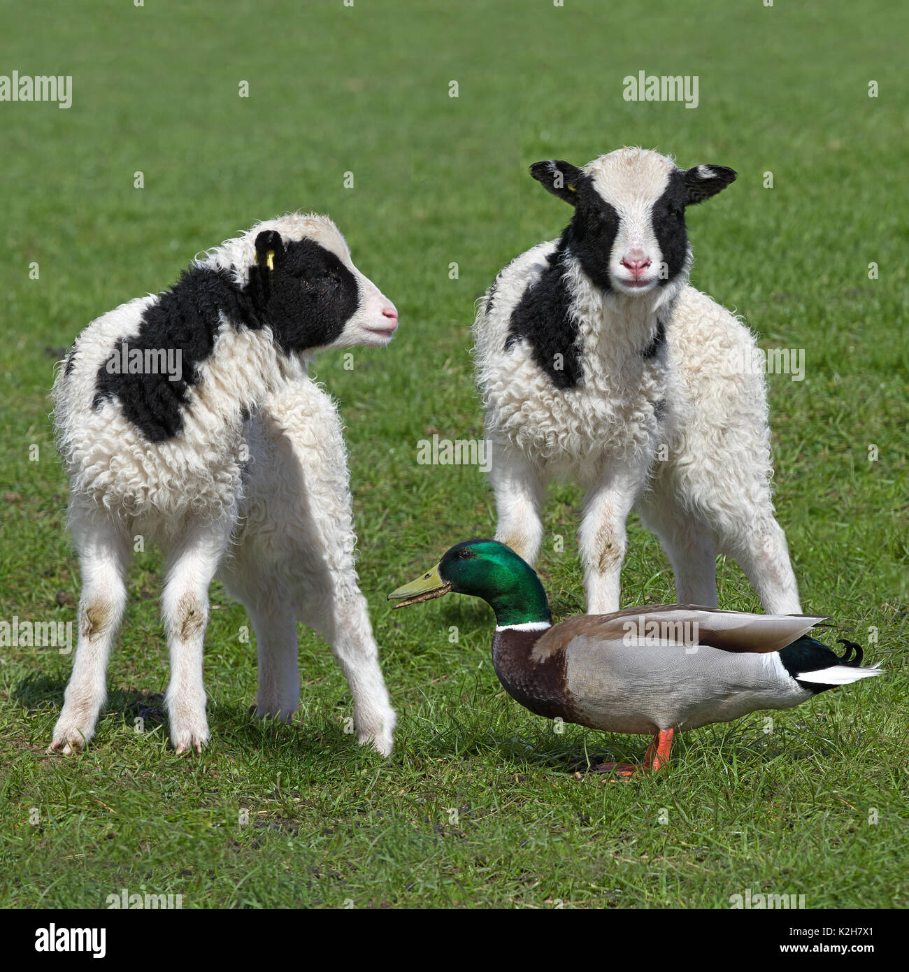 Jacob sheep, two lambs encountering a mallard drake ( Anas ...