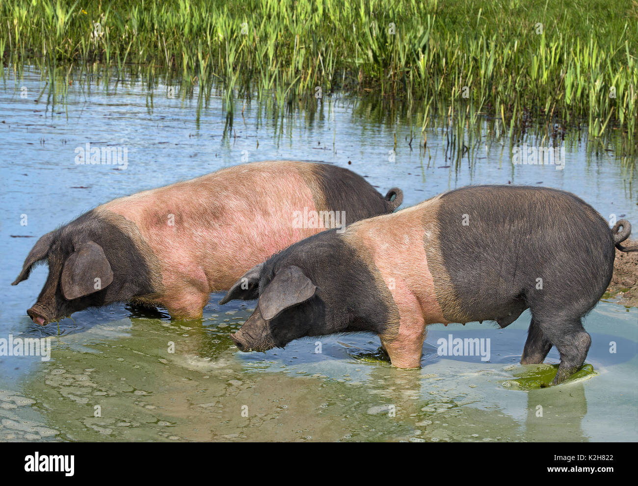 Pig drinking water hi-res stock photography and images - Alamy