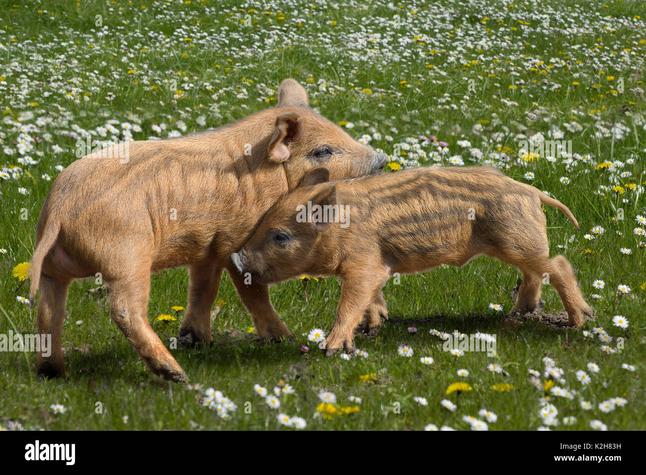 Mangalitsa Pig, two piglets playing with each other on a blooming ...