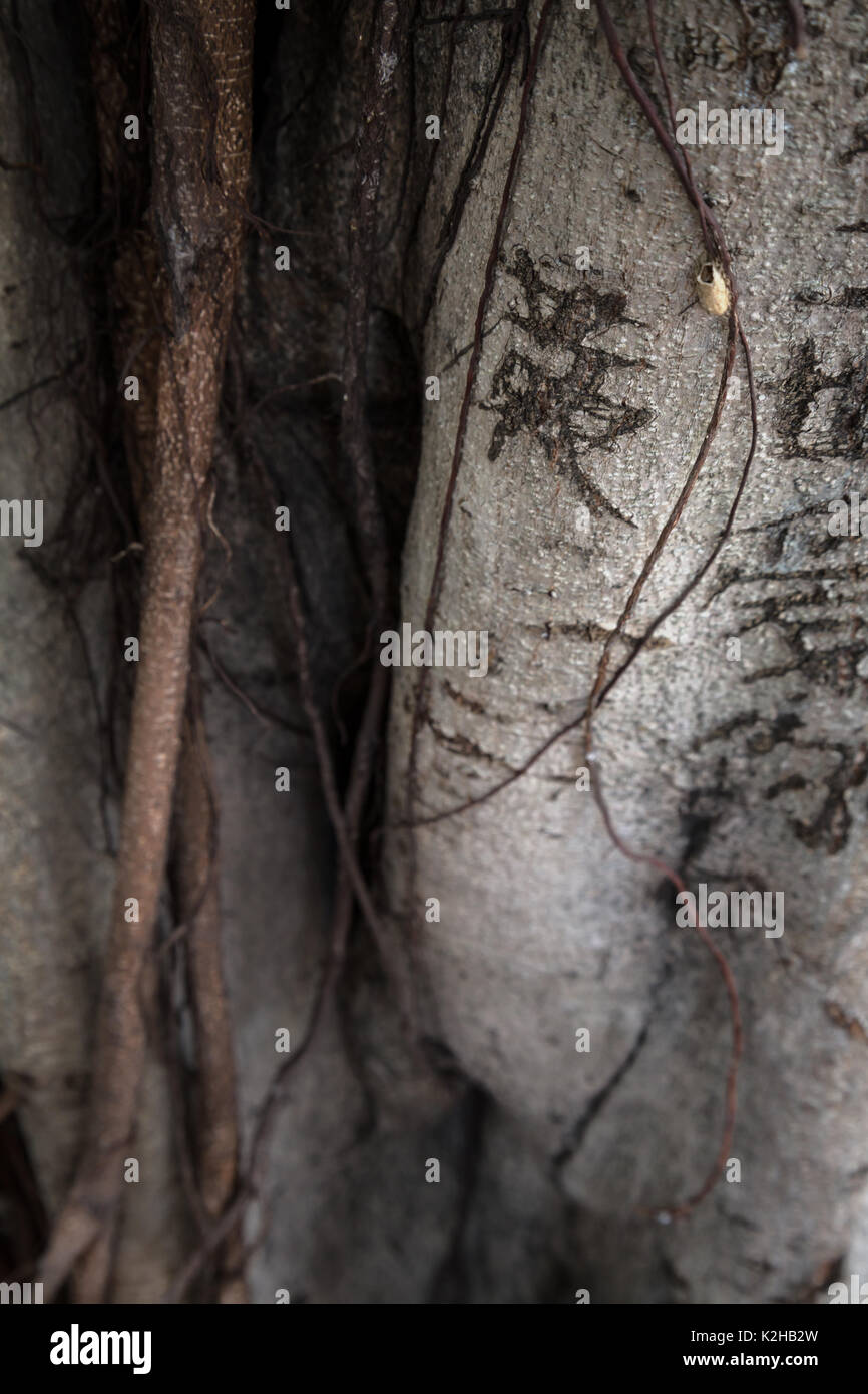 Banyan tree hong kong hi-res stock photography and images - Alamy