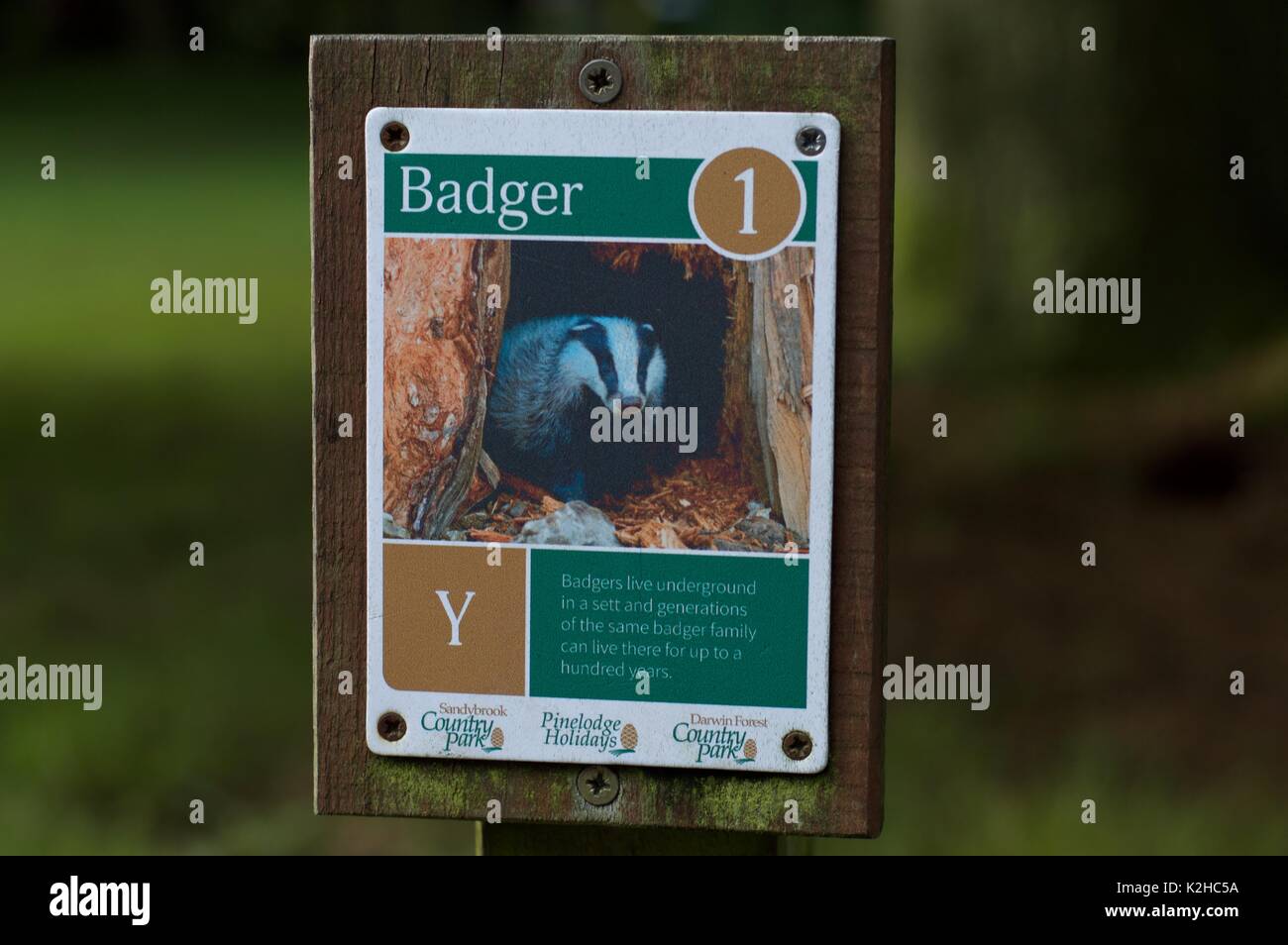 Beware badgers hi-res stock photography and images - Alamy