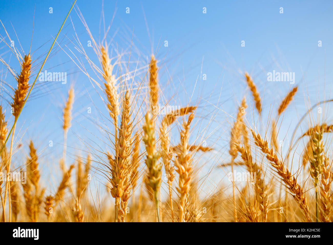 Ripe wheat picture hi-res stock photography and images - Alamy