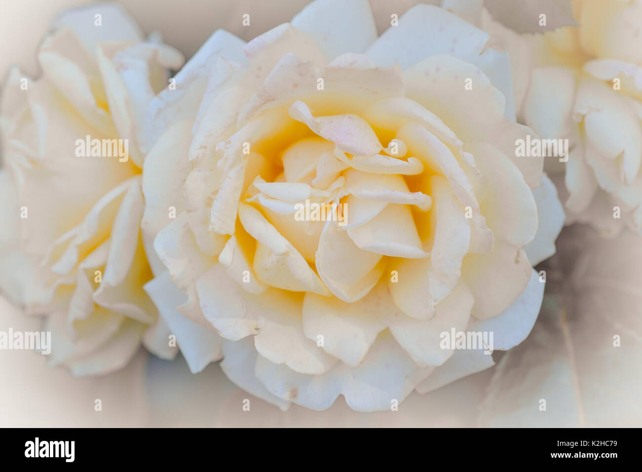The fawn rose hi-res stock photography and images - Alamy