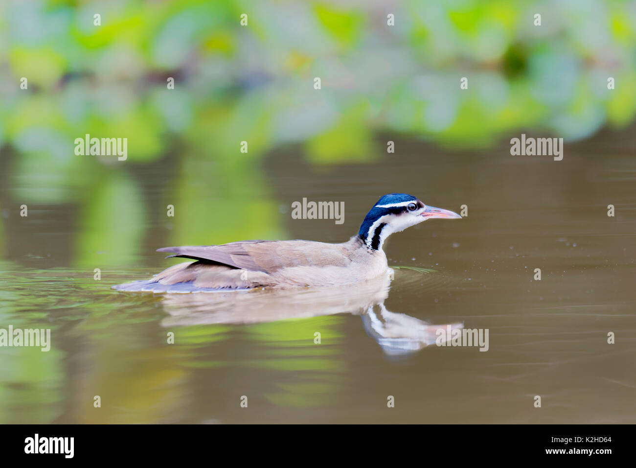 Eurypygidae family hi-res stock photography and images - Alamy