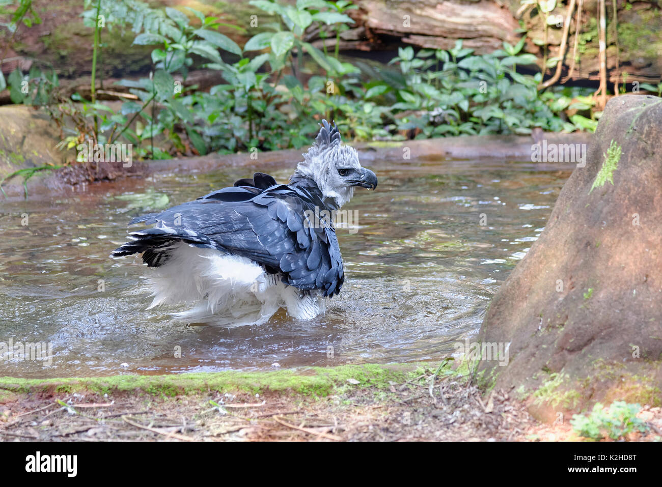 Harpy Eagle (Harpia harpyia) bathing in a pond, Brazil Stock Photo - Alamy
