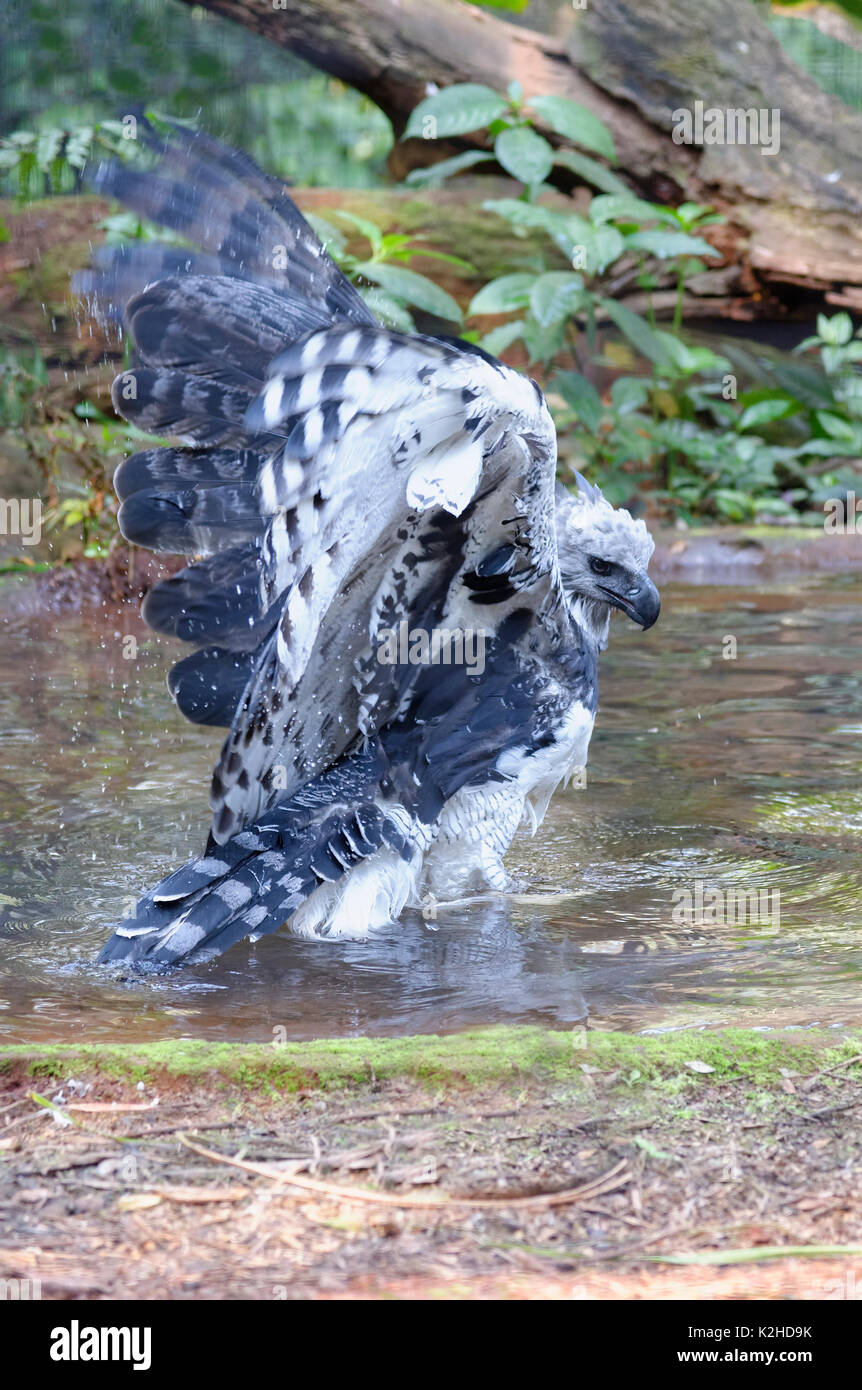 Harpy Eagle (Harpia harpyia) bathing in a pond, Brazil Stock Photo - Alamy