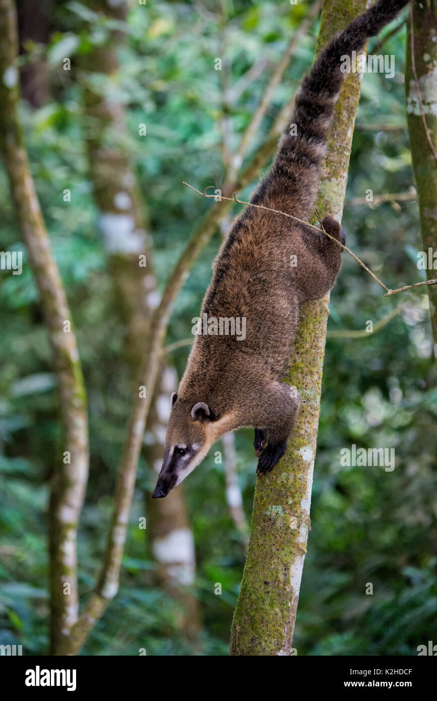 Brazil national tree hi-res stock photography and images - Alamy