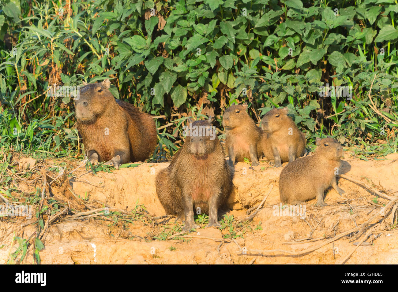 Family group seated outside hi-res stock photography and images - Alamy