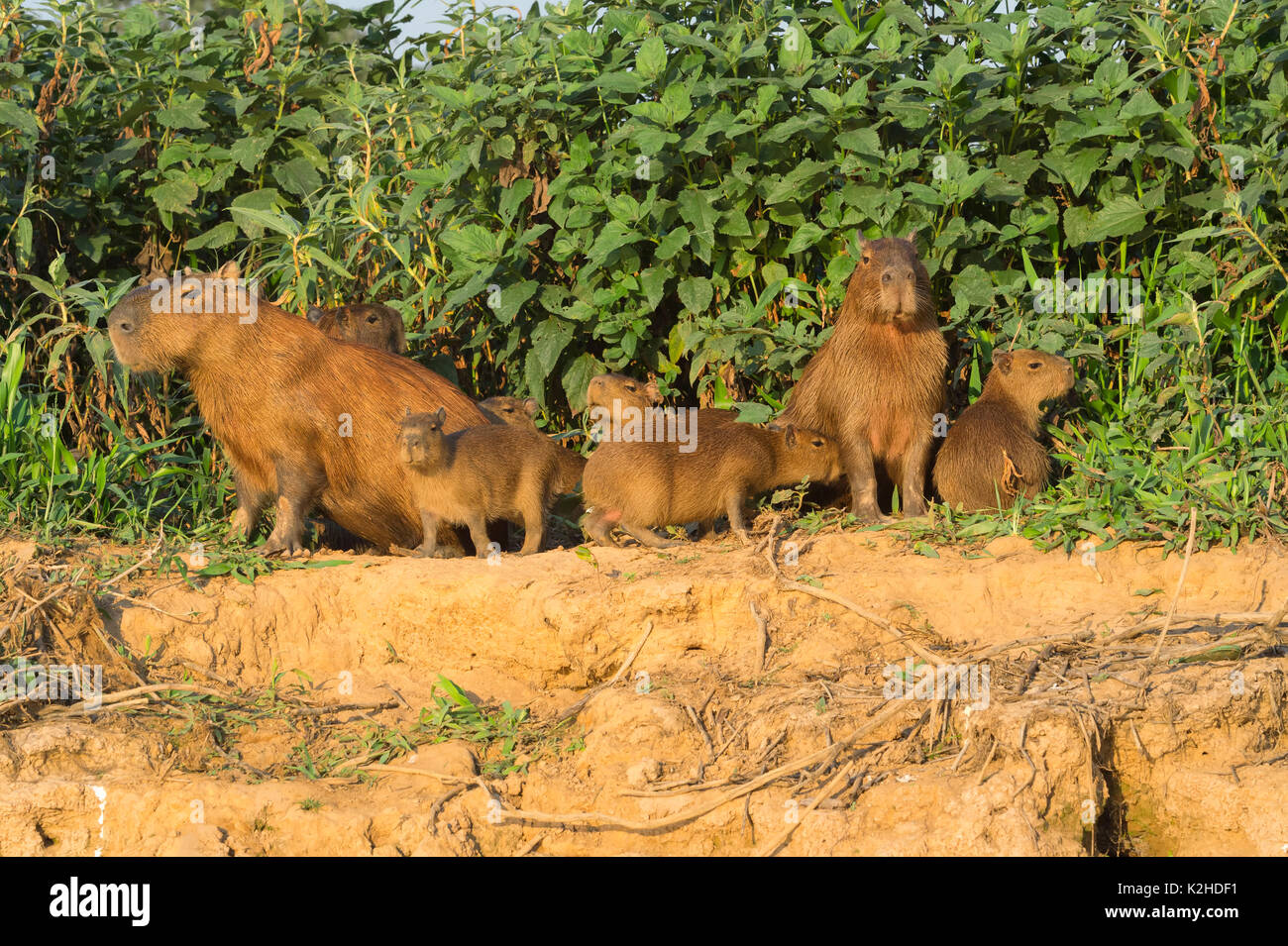 Capybara family hi-res stock photography and images - Alamy