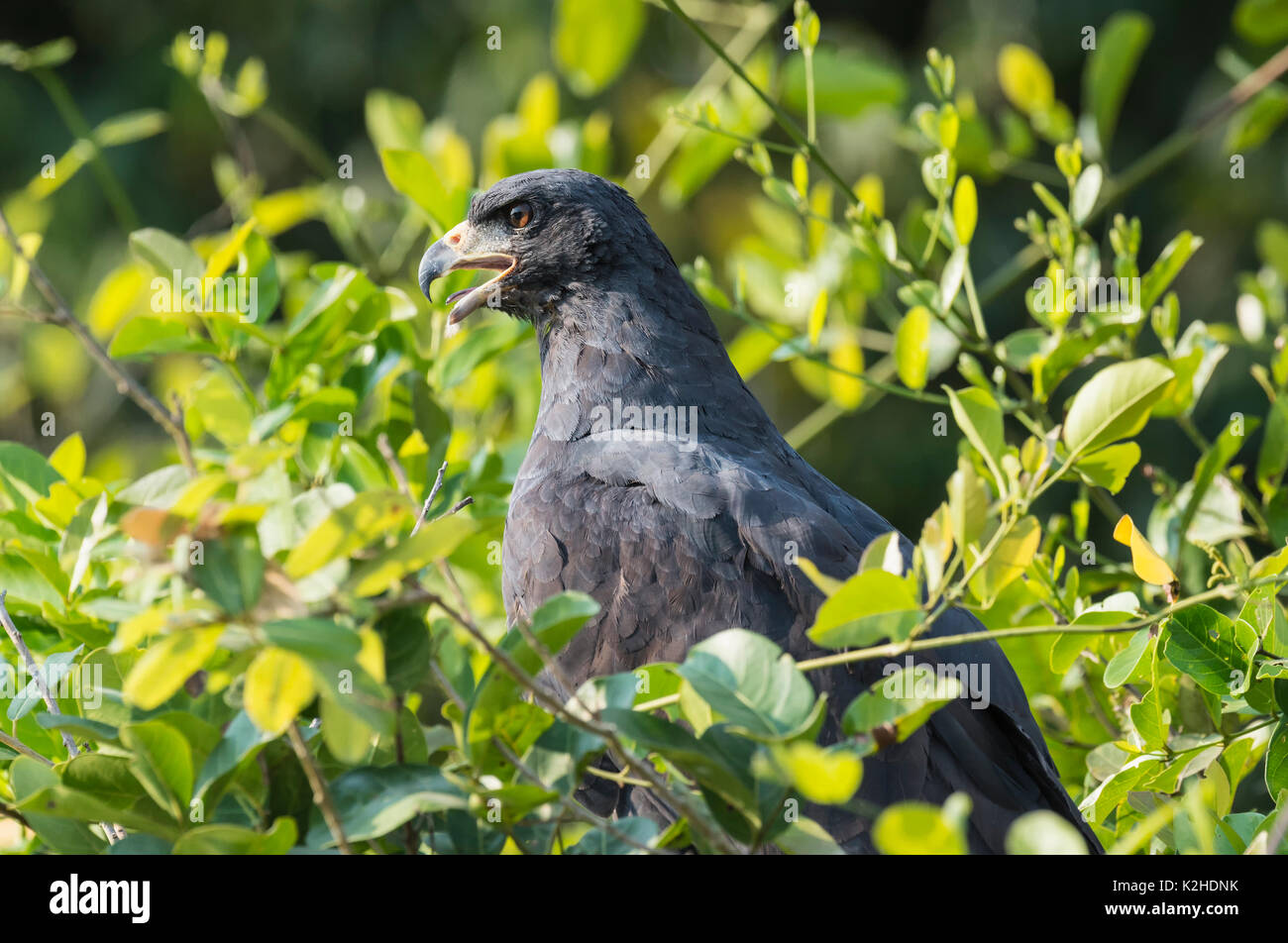 Great Black Hawk (Buteogallus urubitinga) among leaves, Pantanal, Mato ...