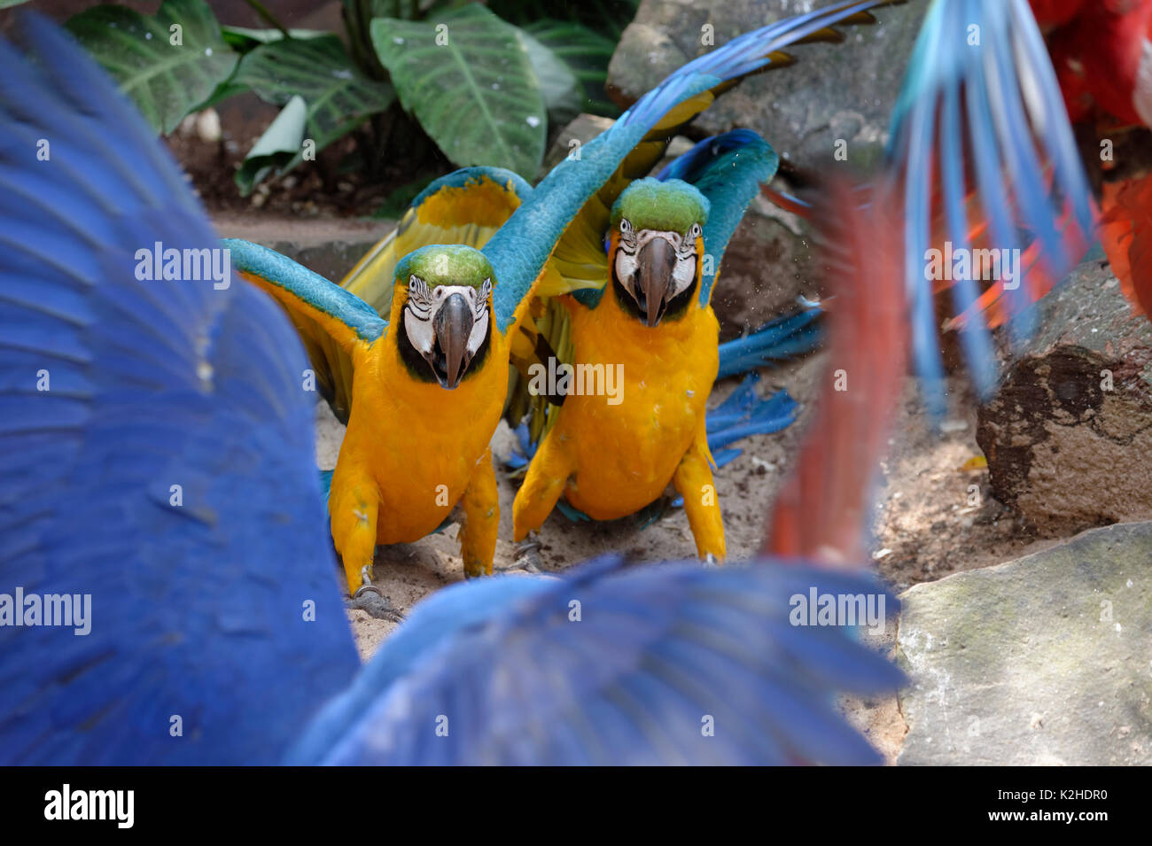Fighting Blue-and-yellow Macaws (Ara Ararauna) and Hyacinth Macaw (Anodorhynchus hyacinthinus ...