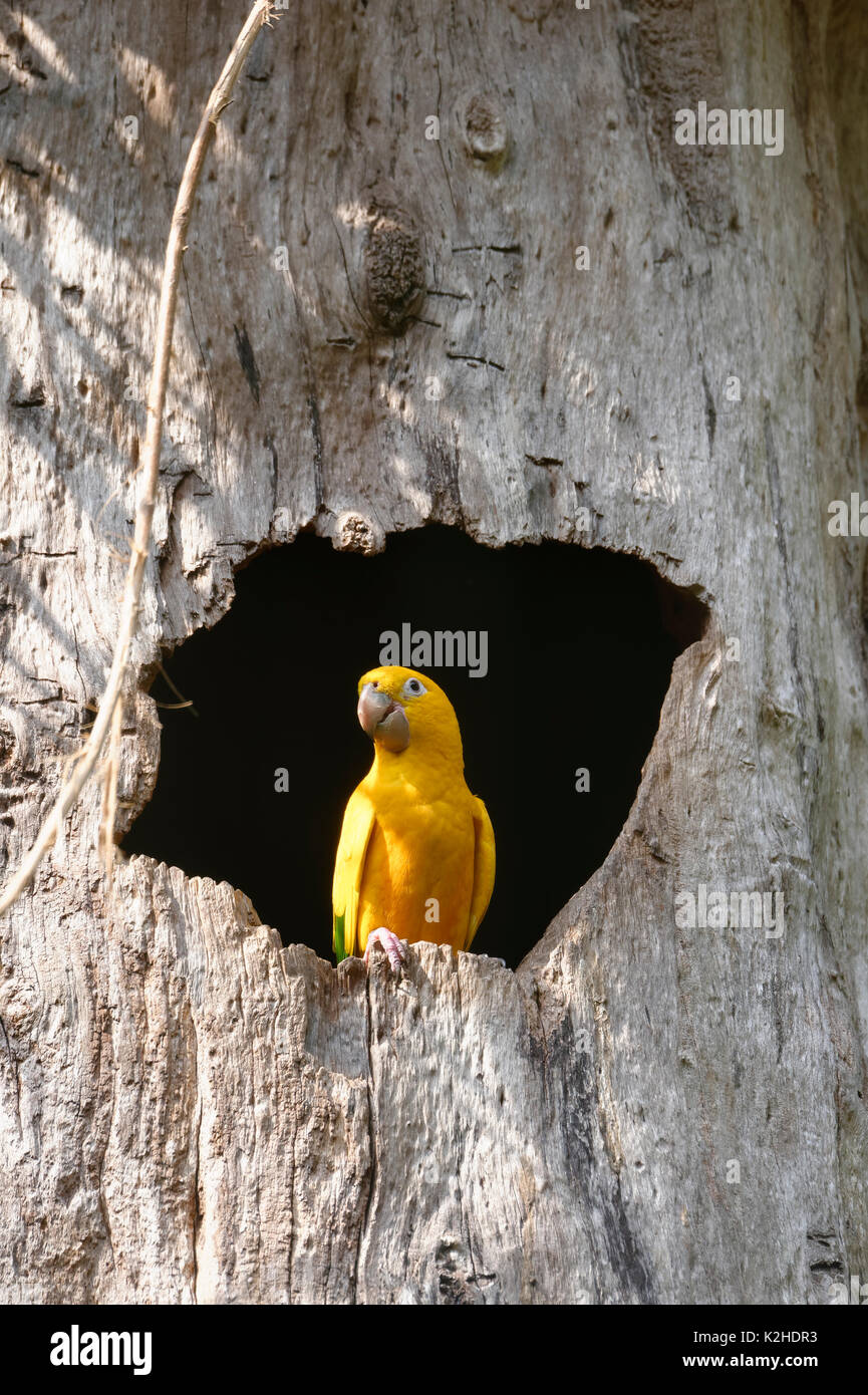 Brazil national tree hi-res stock photography and images - Alamy
