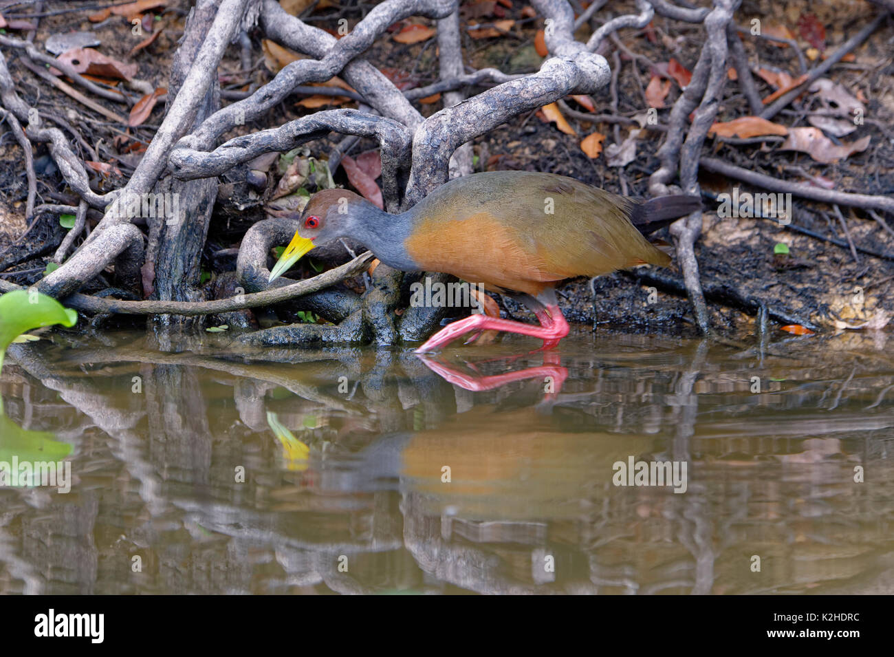Stalking Grey-necked Wood Rail (Aramides cajaneus), Pantanal, Mato ...
