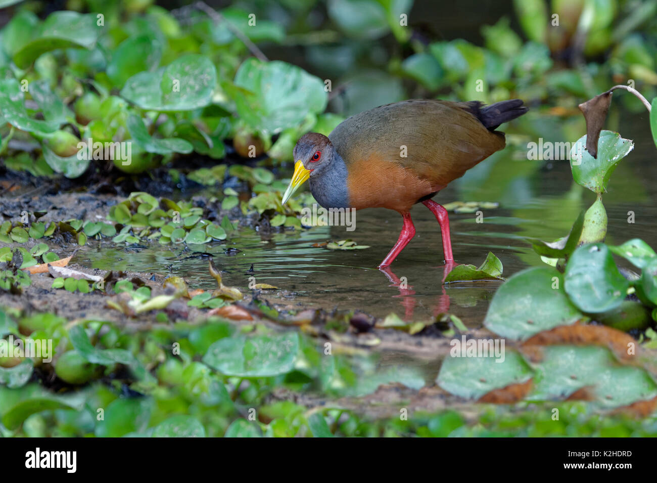Grey necked wood rail in nature hi-res stock photography and images - Alamy