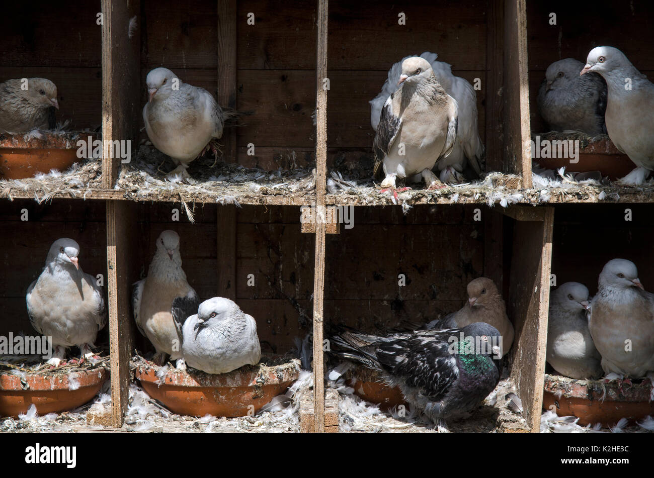 Domestic Pigeons in coop Stock Photo - Alamy
