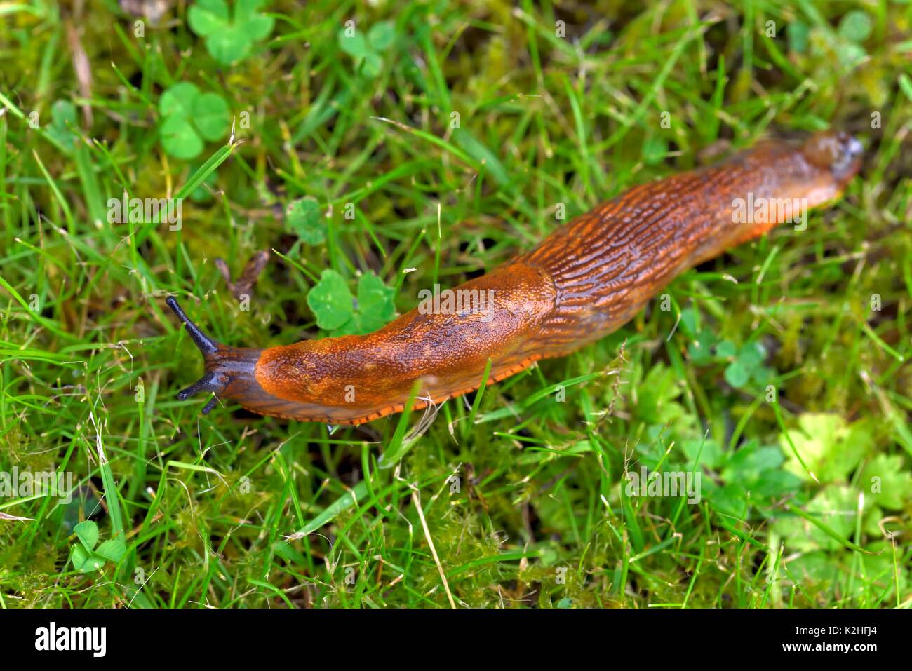Arion hortensis common garden slug Stock Photo - Alamy