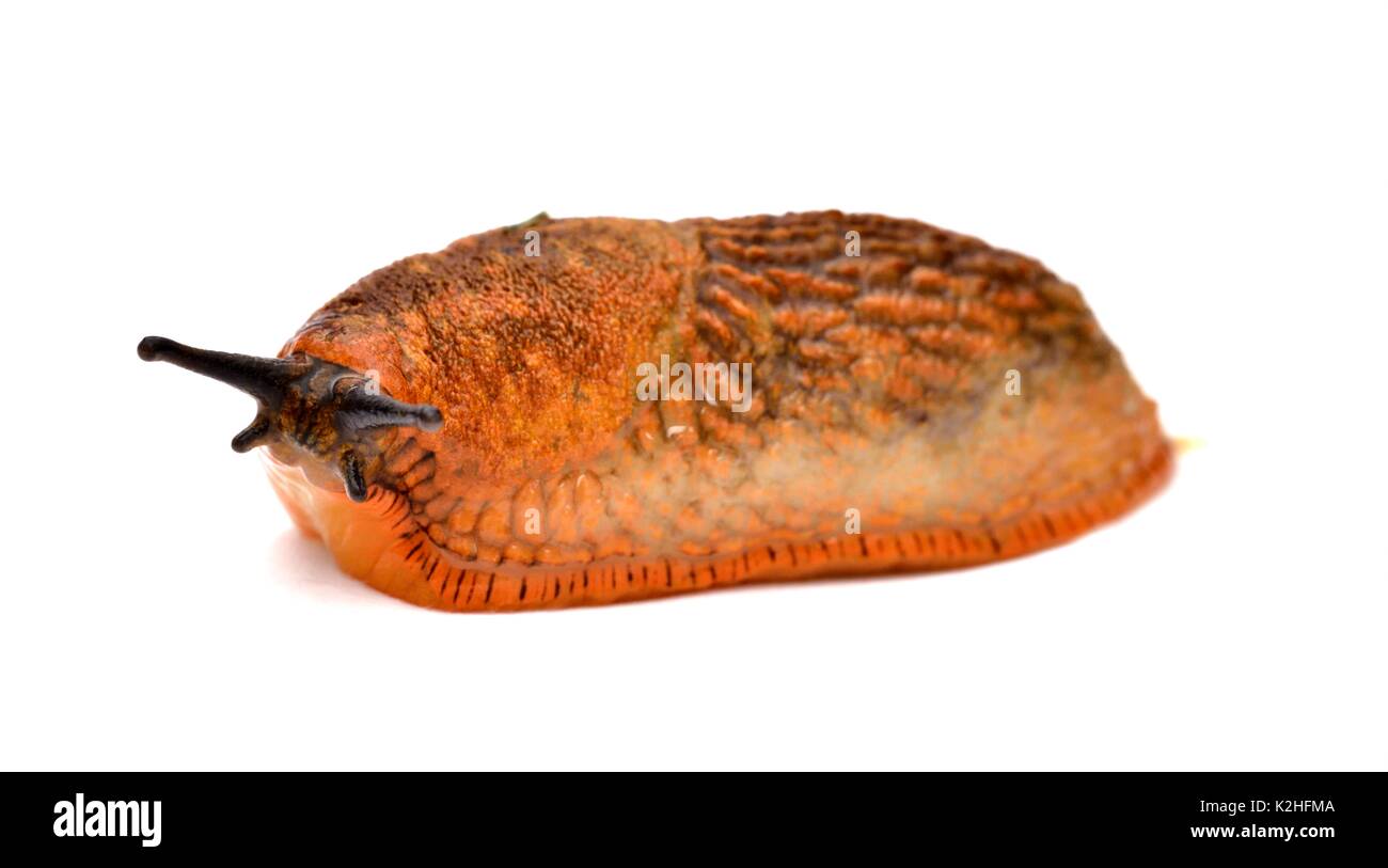 Arion hortensis common garden slug Stock Photo - Alamy