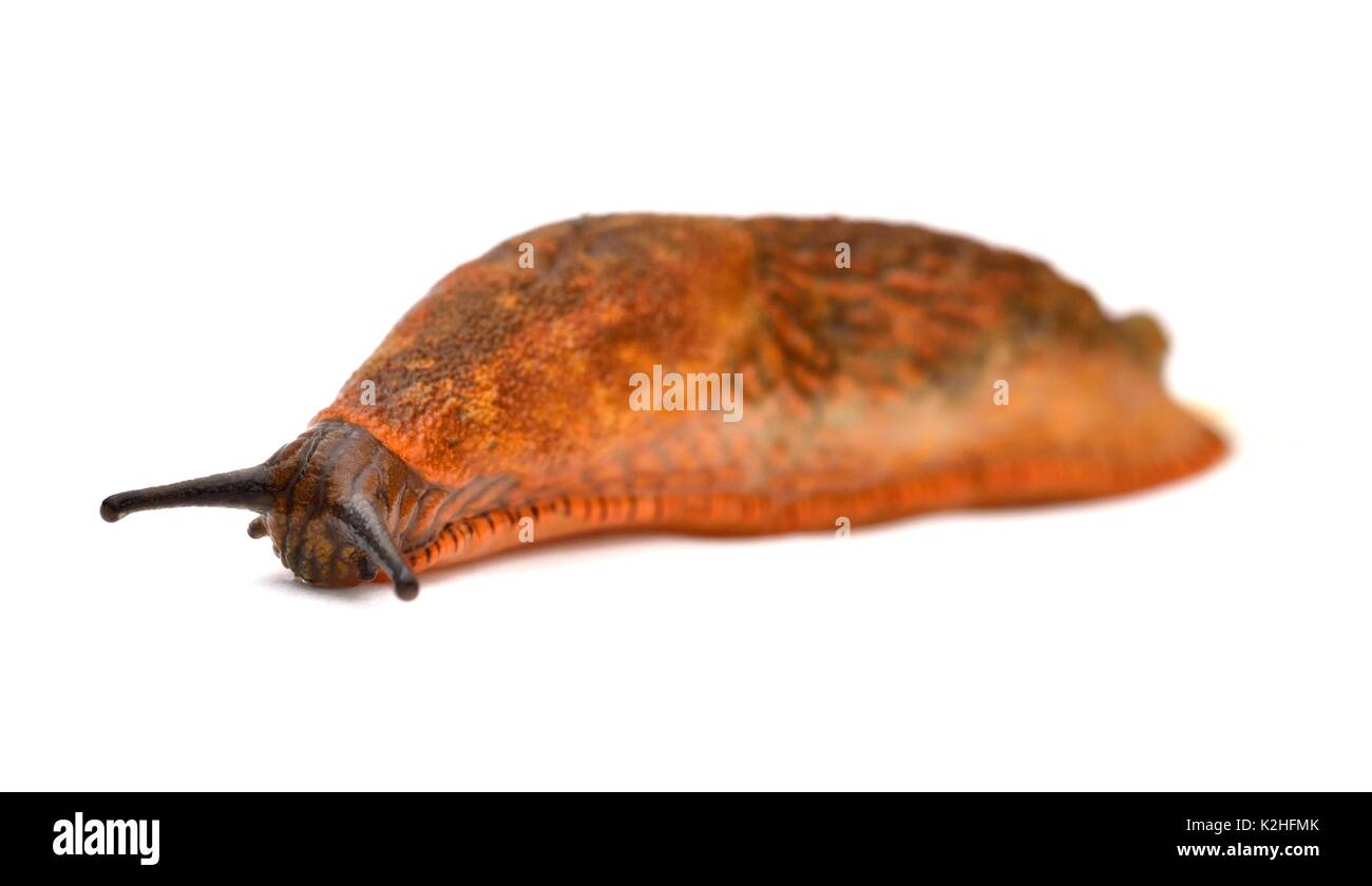 Arion hortensis common garden slug Stock Photo - Alamy