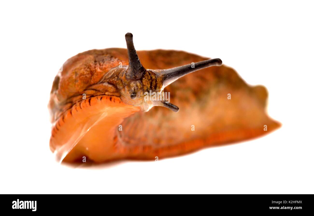 Arion hortensis common garden slug Stock Photo - Alamy