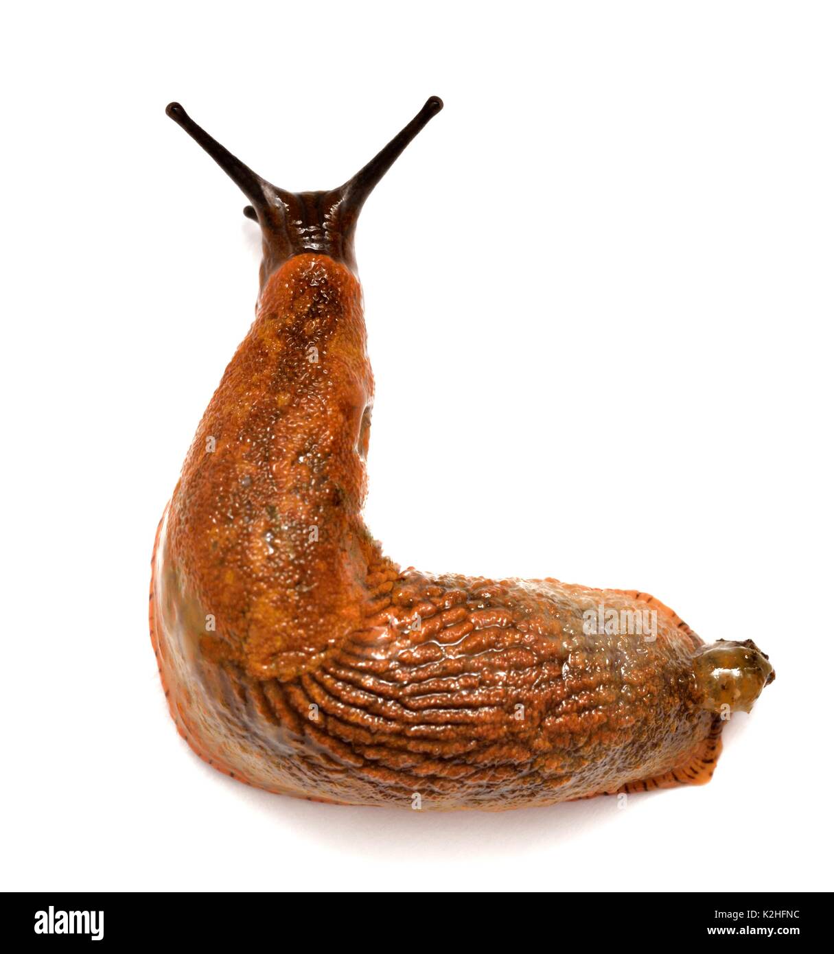 Arion hortensis common garden slug Stock Photo - Alamy